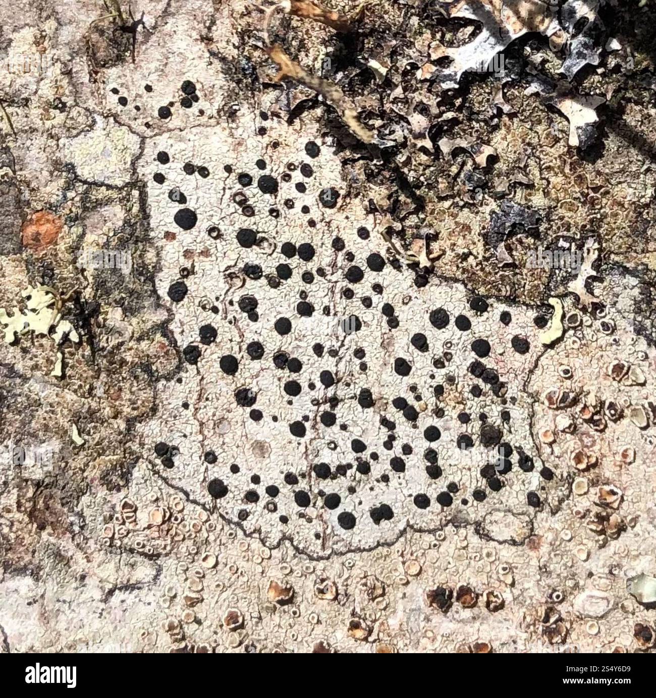 Common Button Lichen (Buellia erubescens Stock Photo - Alamy