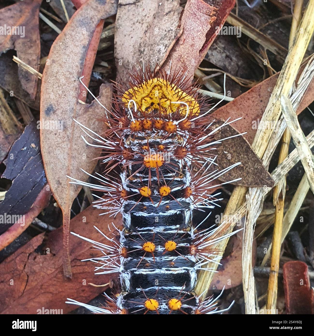 Batwing Moth (Chelepteryx collesi Stock Photo - Alamy