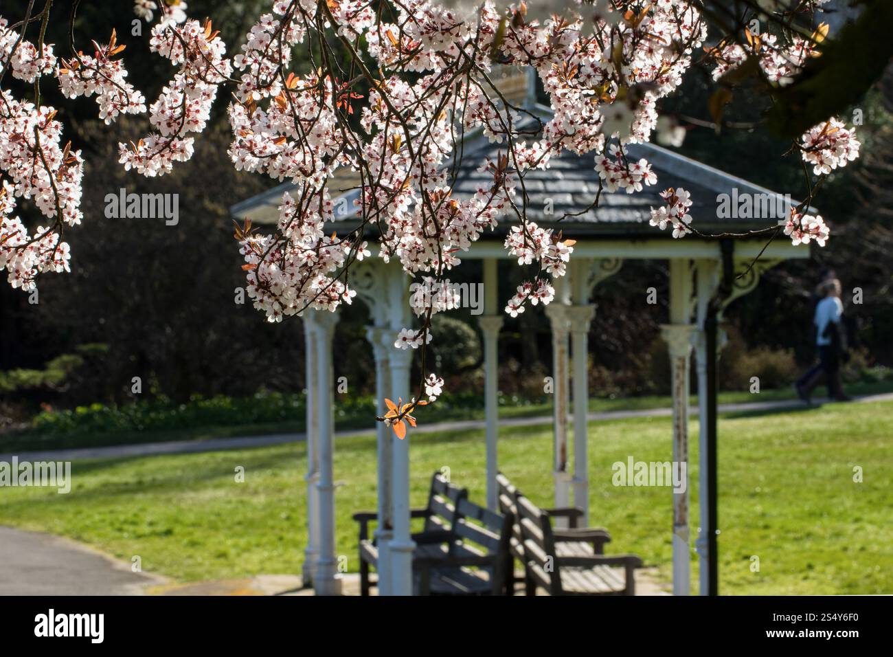 A pleasant park setting featuring cherry blossoms, a gazebo, and ...