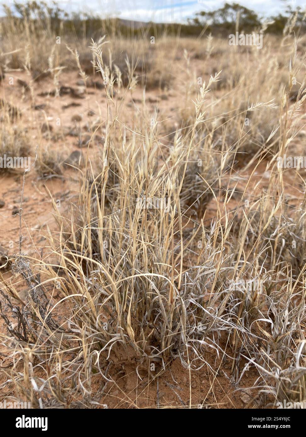 burrograss (Scleropogon brevifolius Stock Photo - Alamy