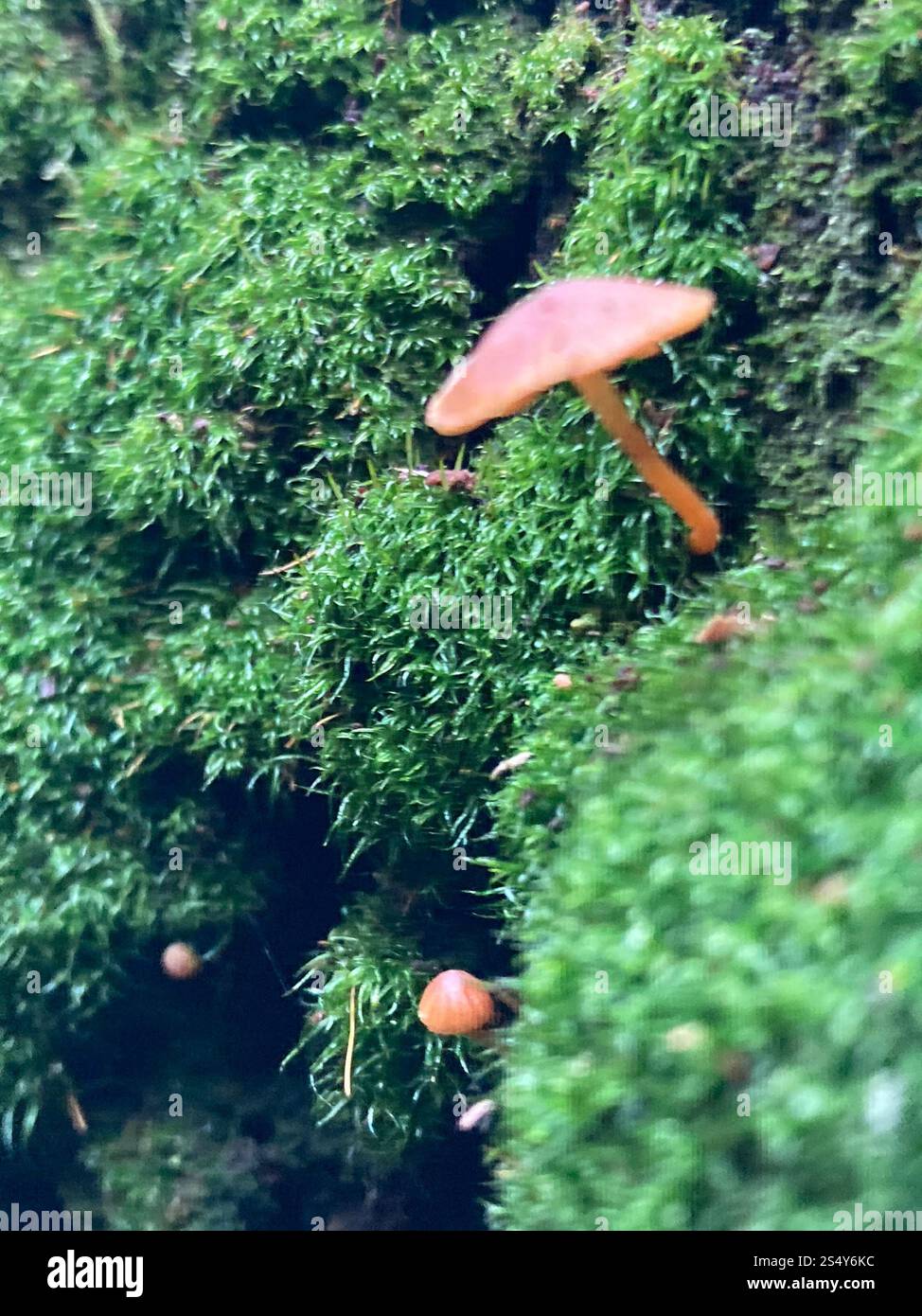 Moss Bells (Galerina Stock Photo - Alamy