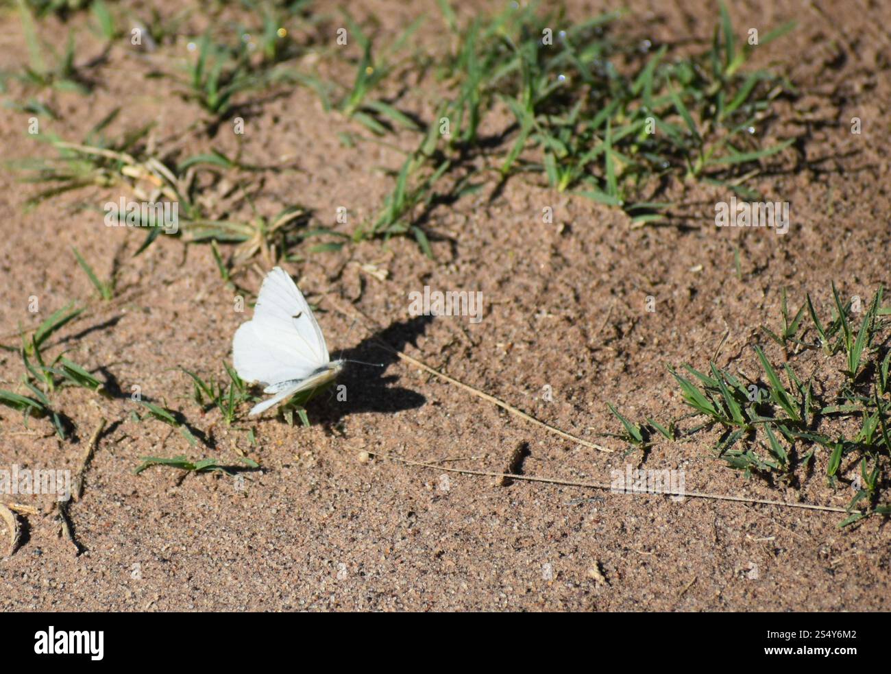 Common White Tatochila (Phulia mercedis Stock Photo - Alamy