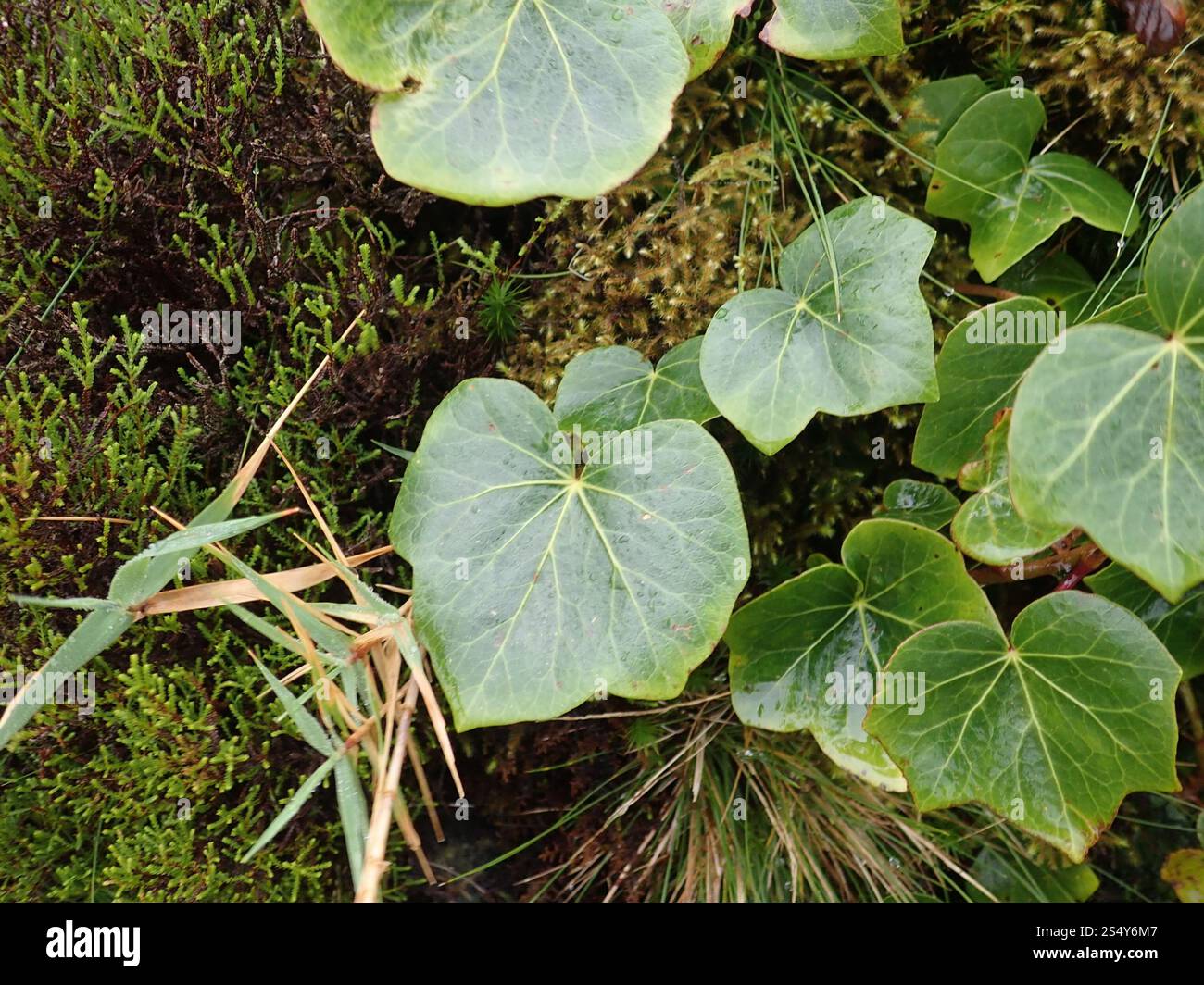 Azores Ivy (Hedera azorica Stock Photo - Alamy