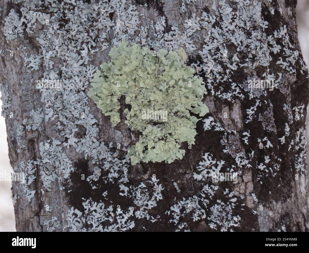 common greenshield lichen (Flavoparmelia caperata Stock Photo - Alamy