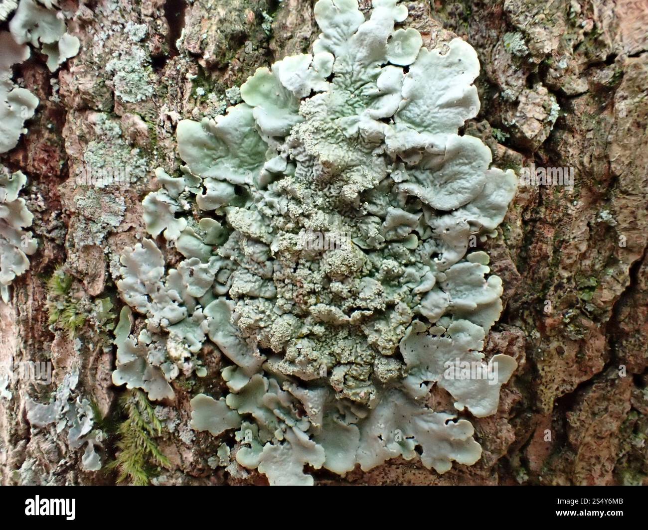 common greenshield lichen (Flavoparmelia caperata Stock Photo - Alamy