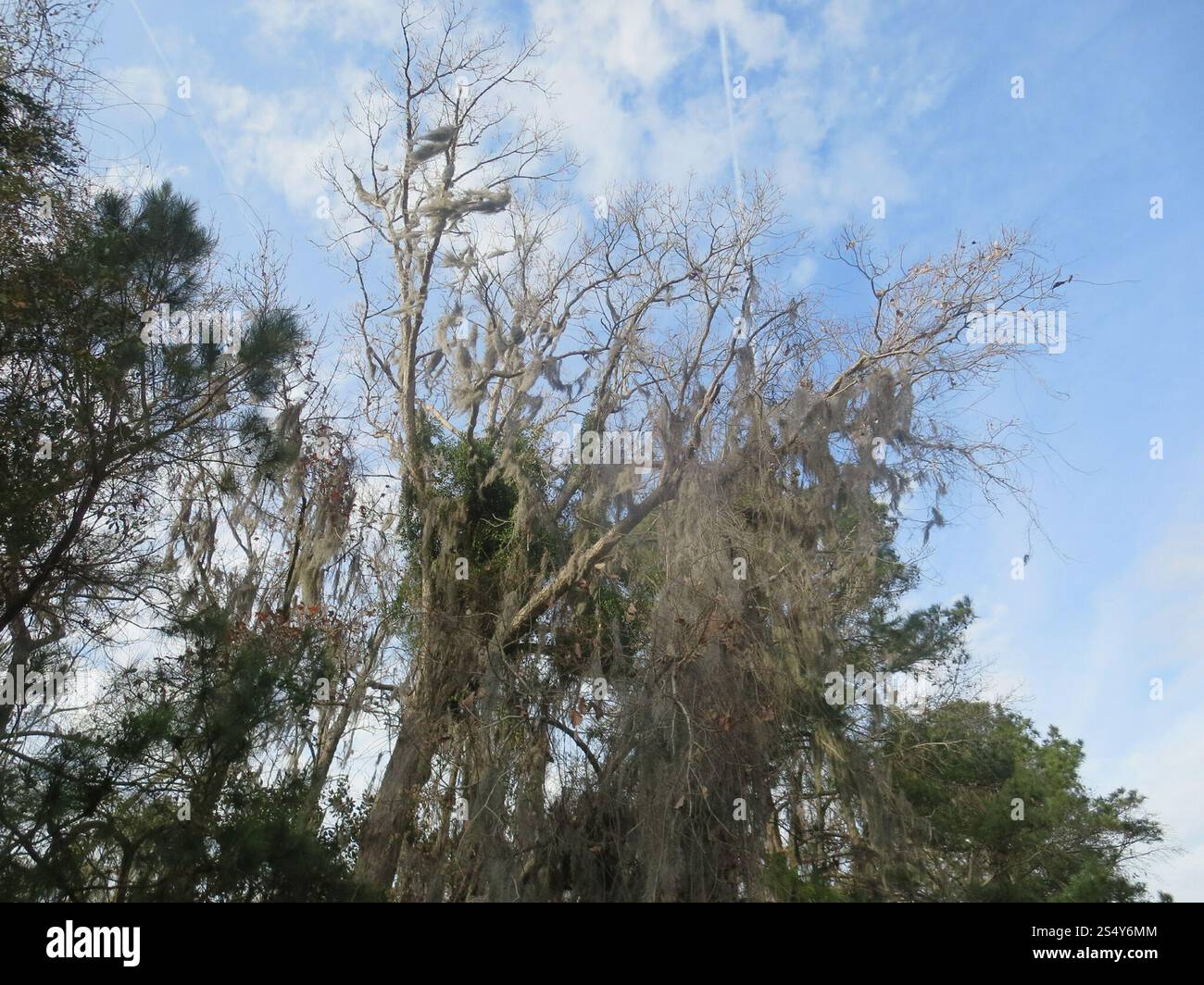 swamp chestnut oak (Quercus michauxii Stock Photo - Alamy