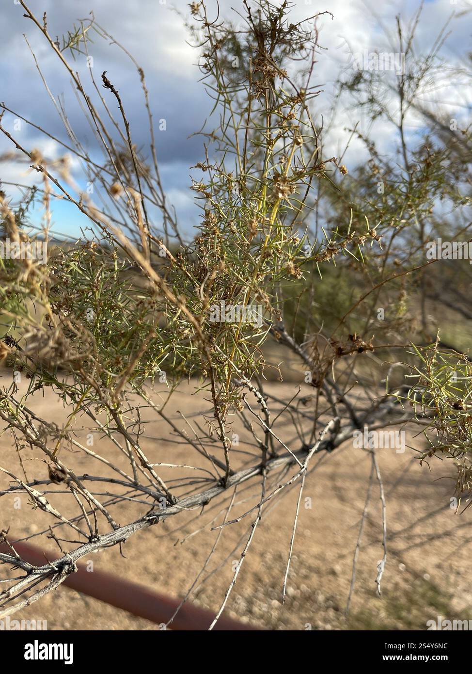 Singlewhorl Burrobrush (Ambrosia monogyra Stock Photo - Alamy
