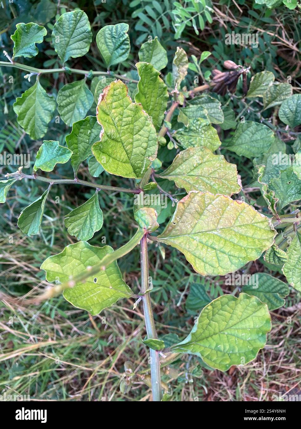Blue Rattlepod (Crotalaria verrucosa Stock Photo - Alamy