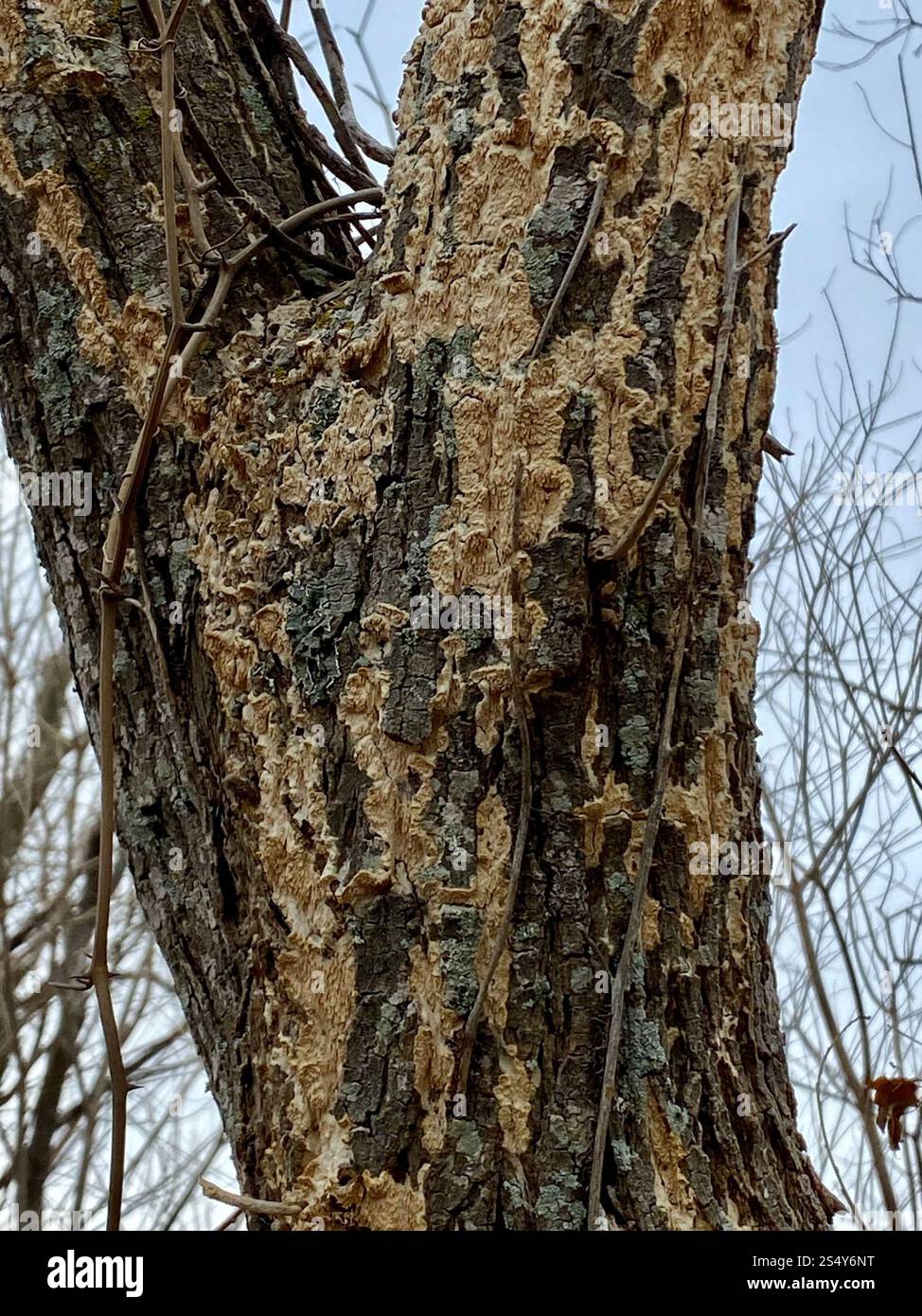 Milk-white Toothed Polypore (Irpex lacteus Stock Photo - Alamy
