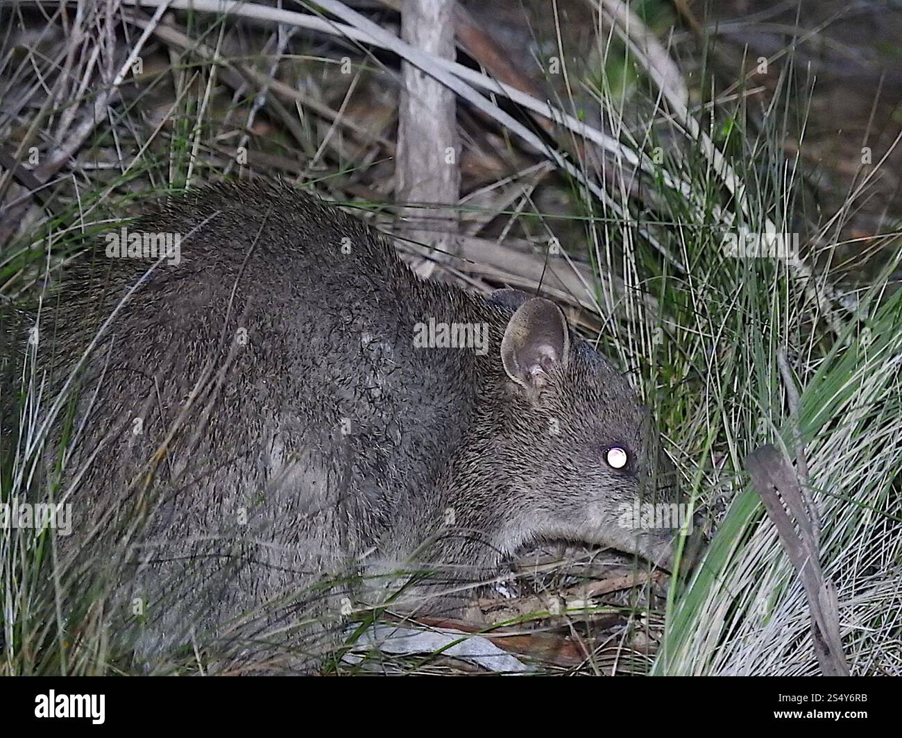Southern Brown Bandicoot (Isoodon obesulus Stock Photo - Alamy