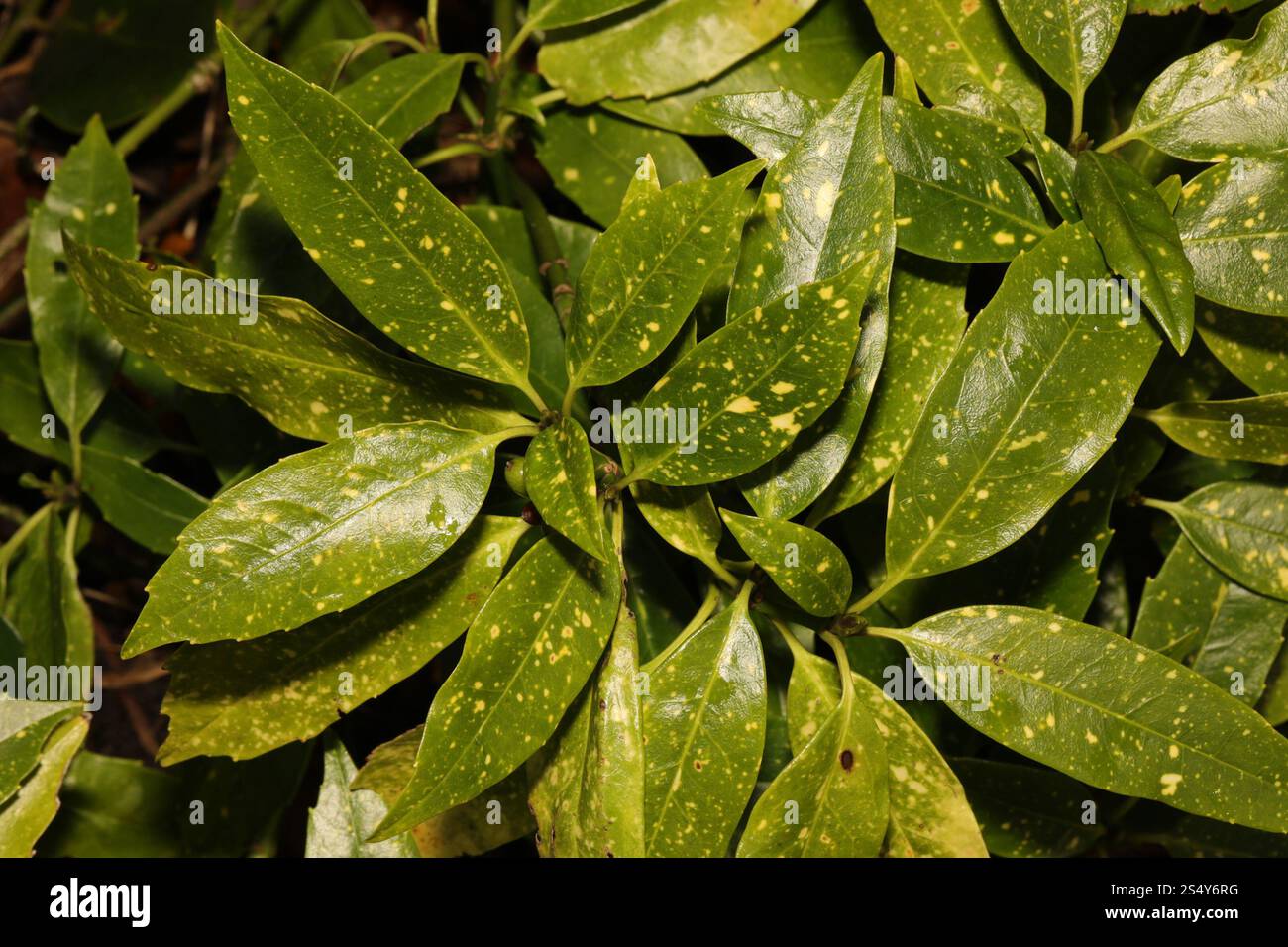 Japanese aucuba (Aucuba japonica Stock Photo - Alamy