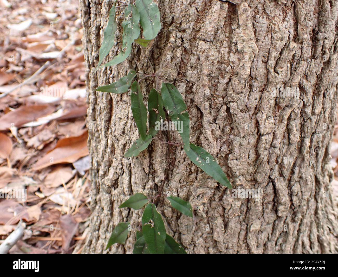 cross vine (Bignonia capreolata Stock Photo - Alamy