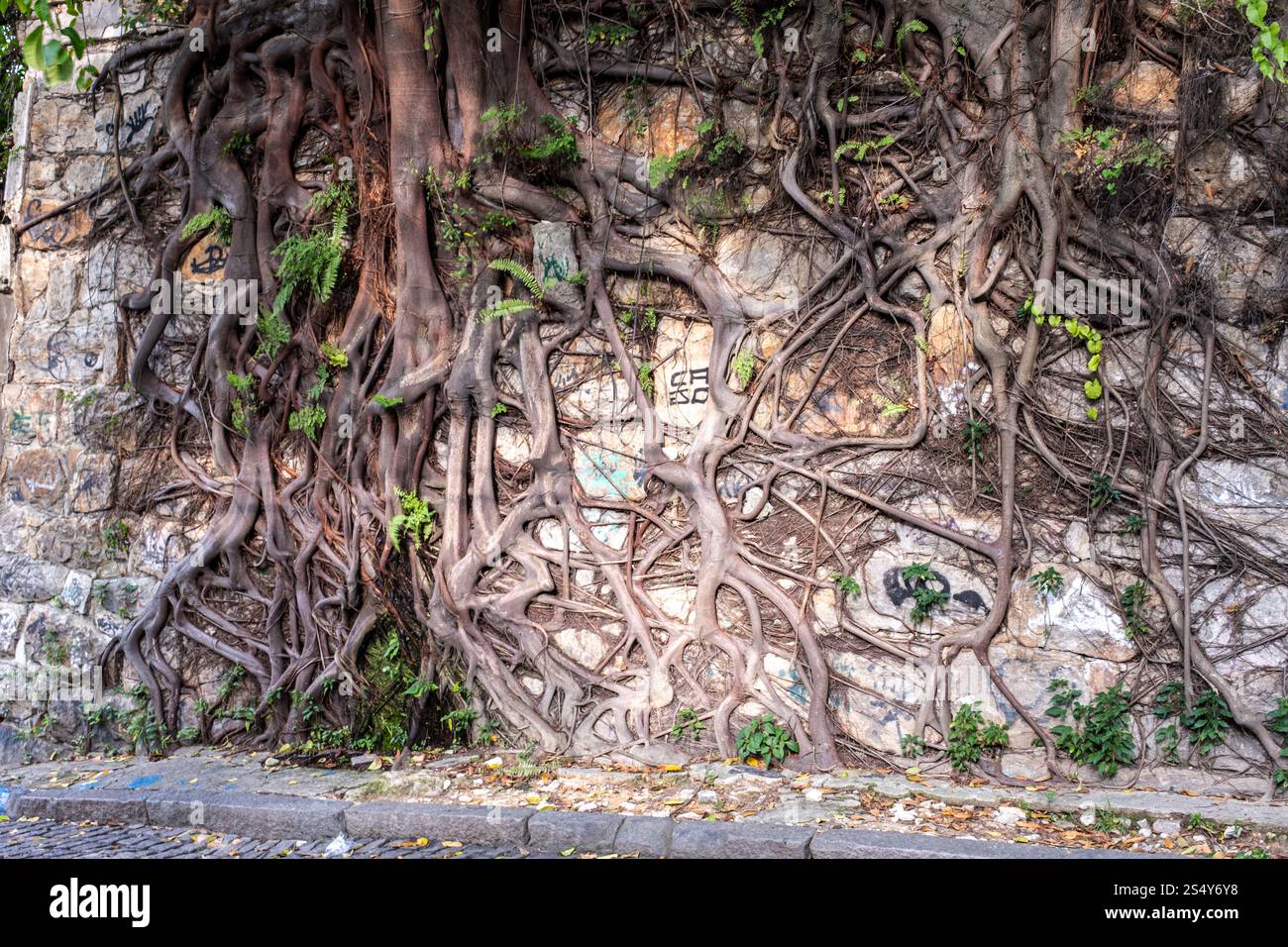 A trees roots growing up a wall in Rio De Janeiro, Brazil Stock Photo ...
