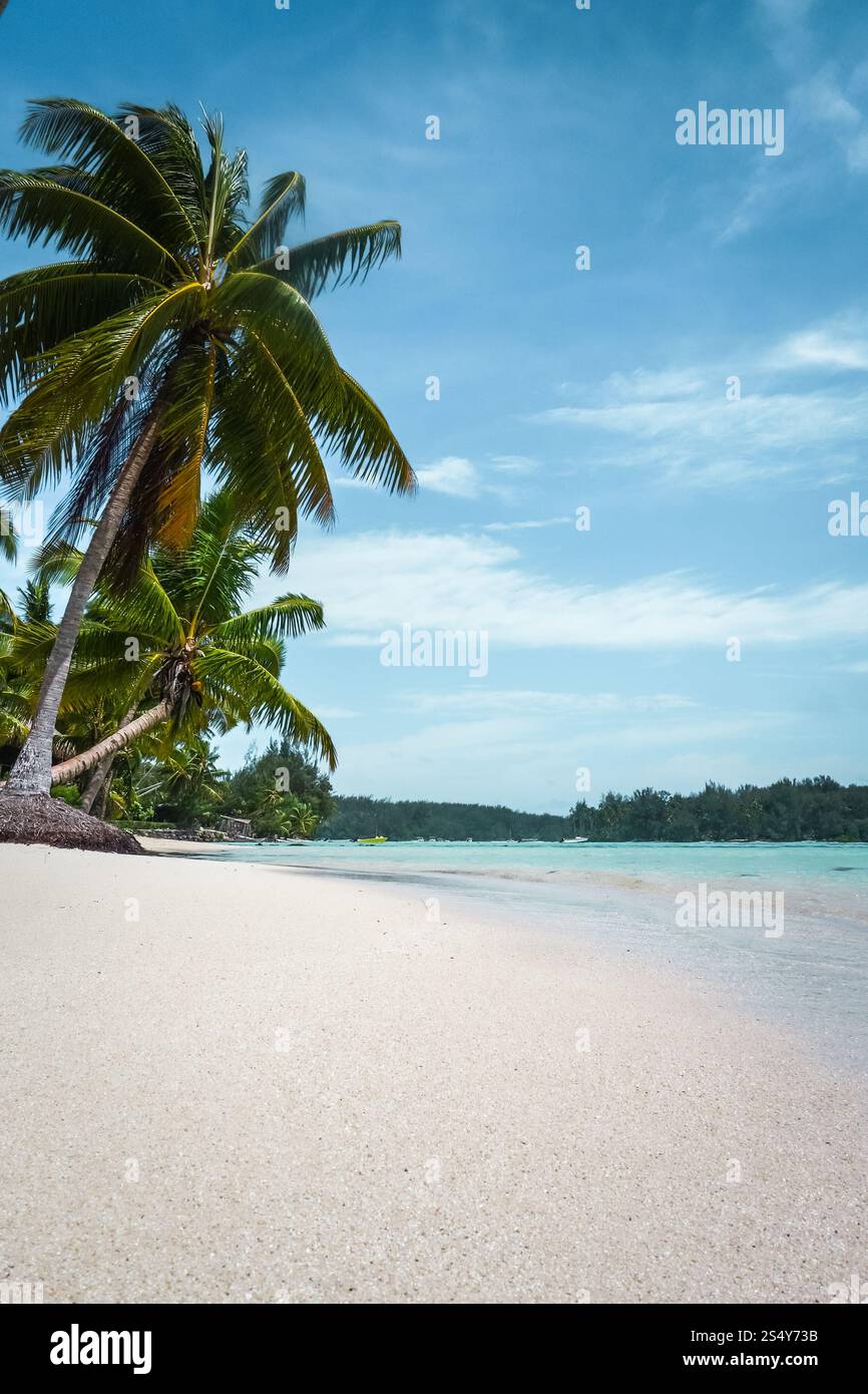 Paradise tropical beach and lagoon in Moorea Island. French Polynesia ...
