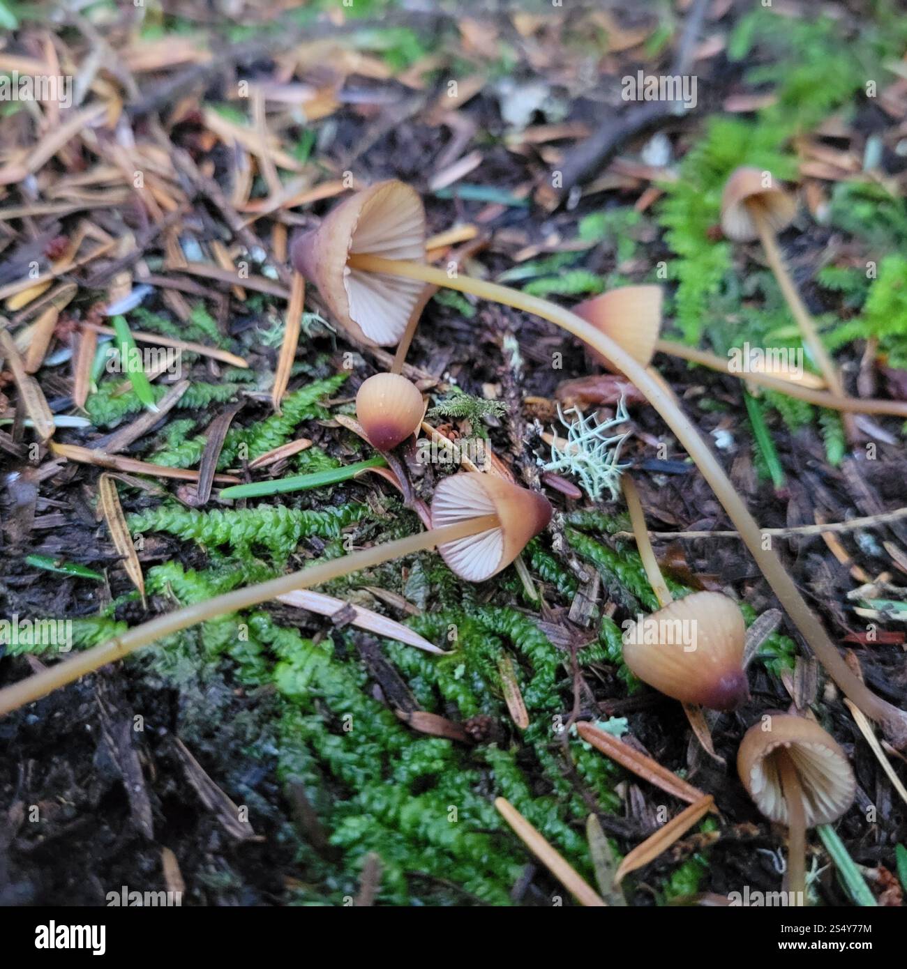 Bleeding Bonnet (Mycena sanguinolenta Stock Photo - Alamy