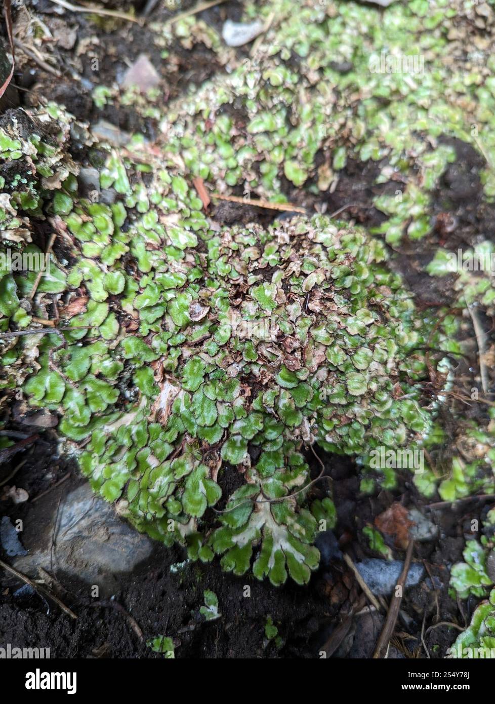 Hemisphaeric Liverwort (Reboulia hemisphaerica Stock Photo - Alamy