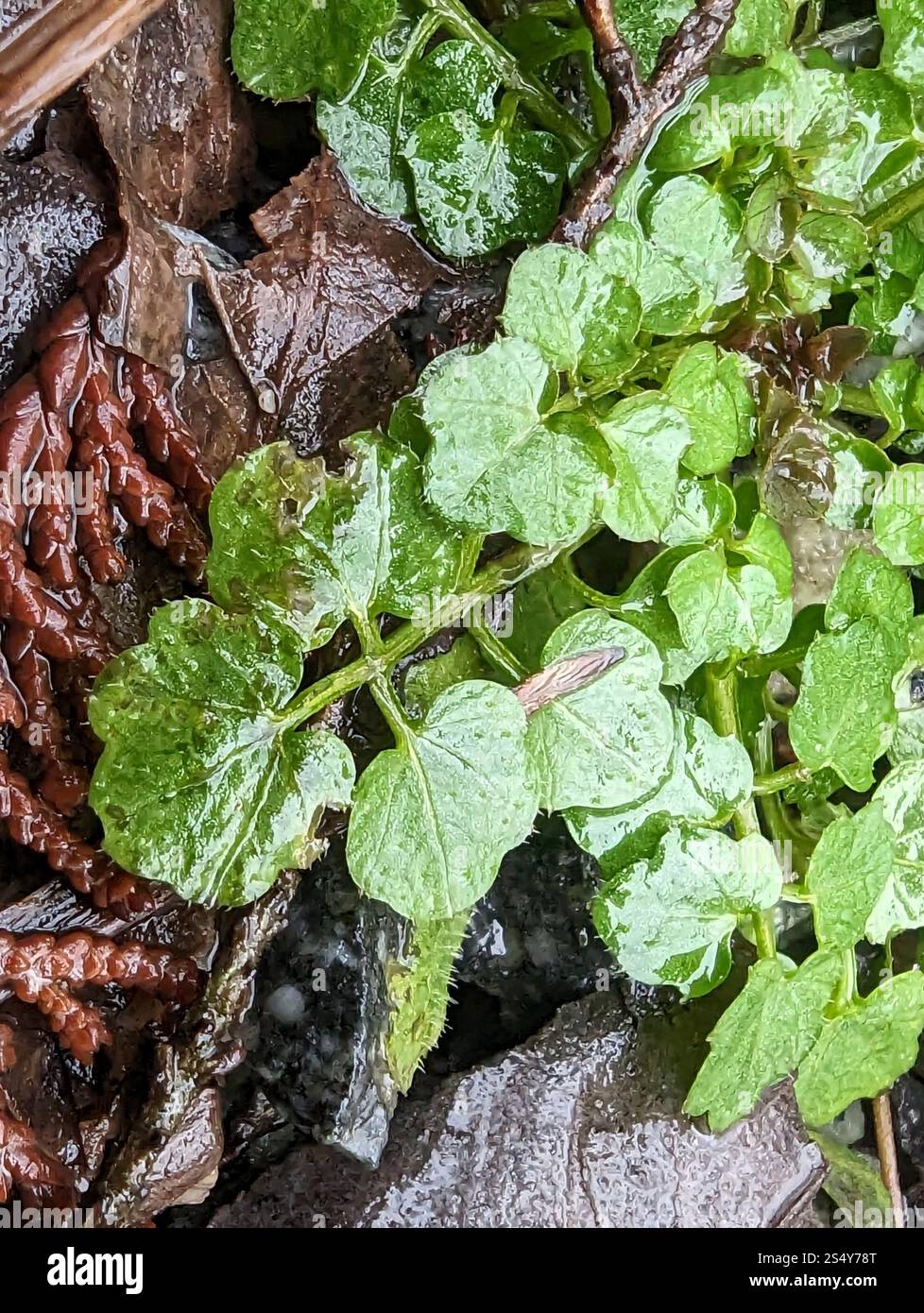 wavy bittercress (Cardamine flexuosa Stock Photo - Alamy