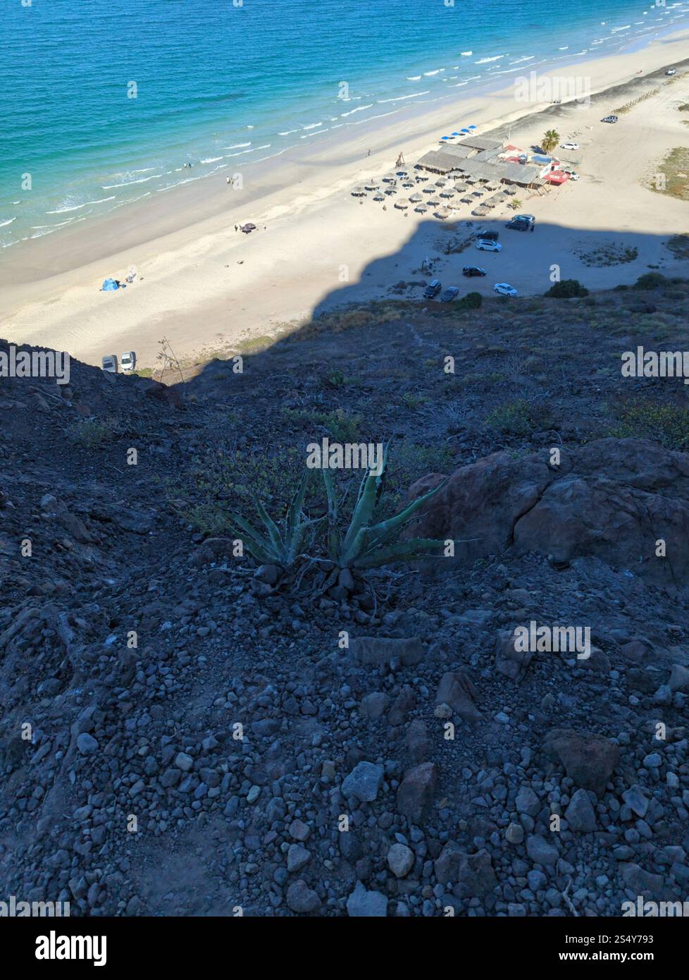 (Agave sobria roseana Stock Photo - Alamy