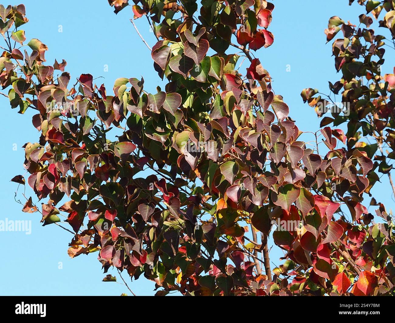 Chinese Tallow (Triadica sebifera Stock Photo - Alamy