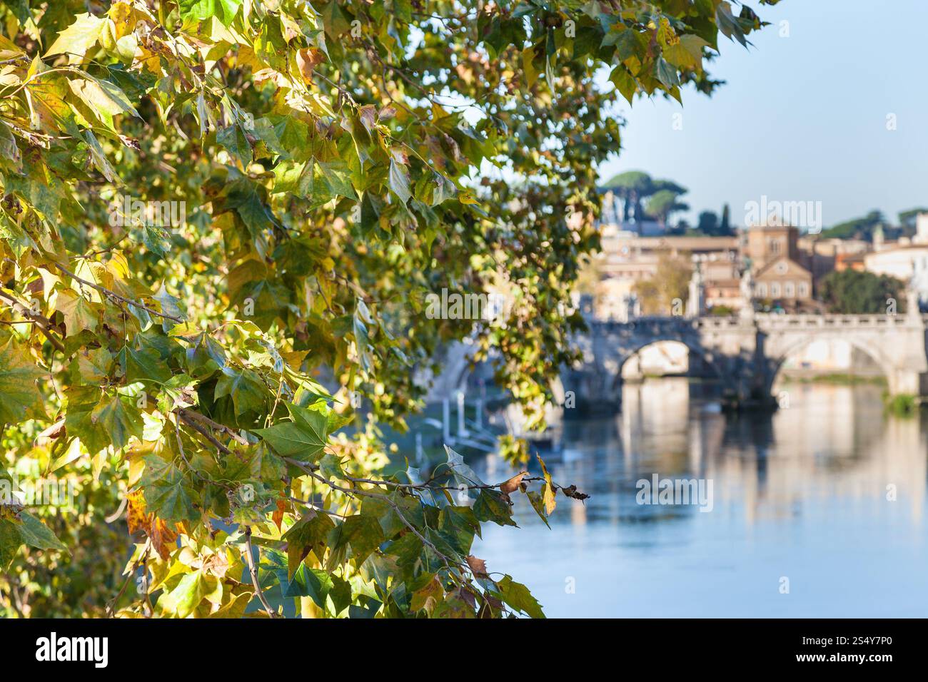 travel to Italy - branch of sycamore tree and Tiber River with Holy ...