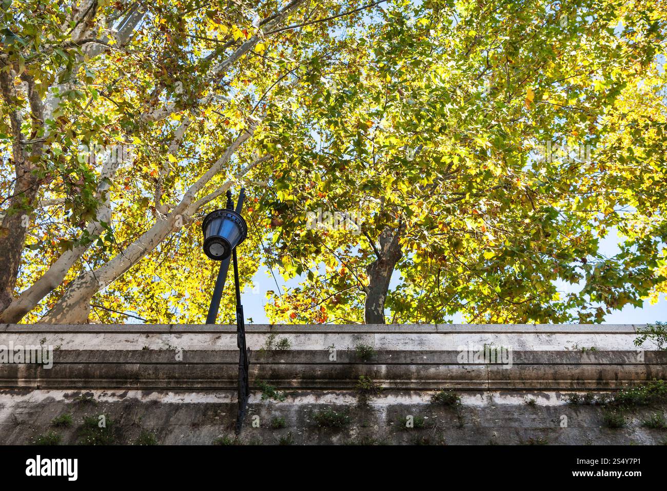 travel to Italy - yellow sycamore trees over walls of Tiber River ...