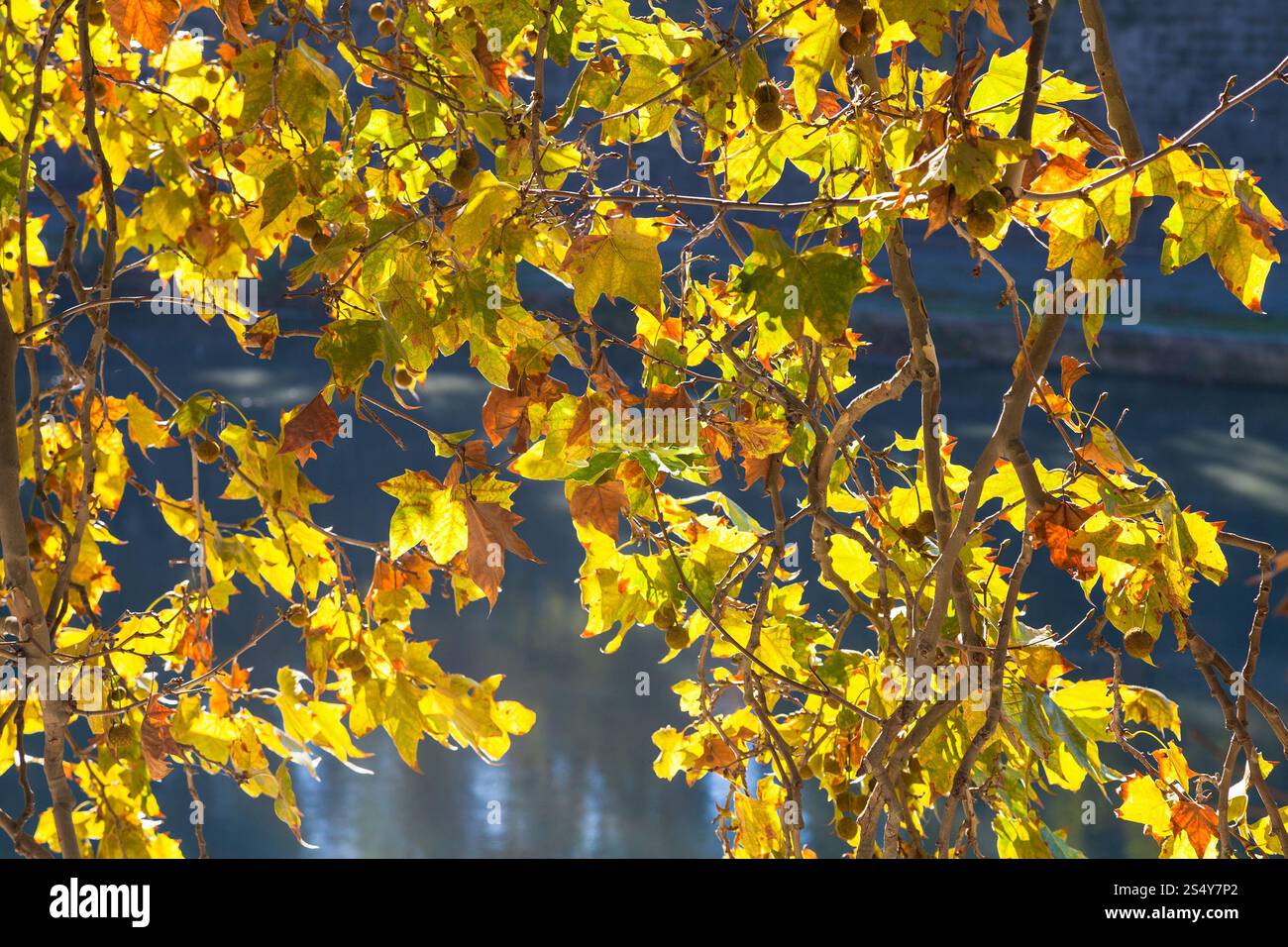 travel to Italy - yellow leaves sycamore tree illuminated by autumn sun ...