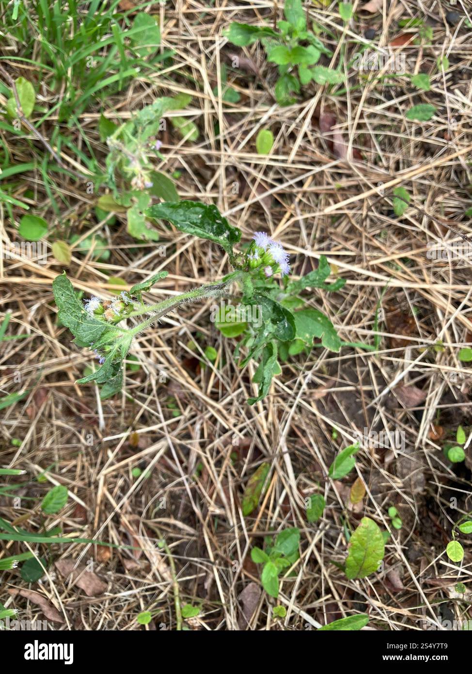 billygoat weed (Ageratum conyzoides Stock Photo - Alamy