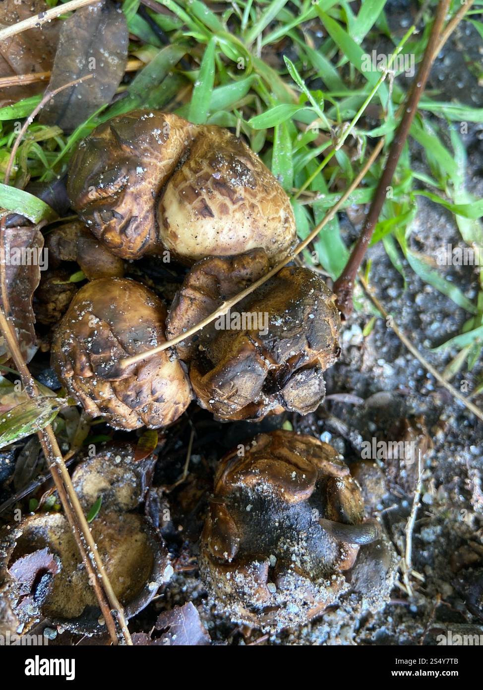 Onion Earthball (Scleroderma cepa Stock Photo - Alamy