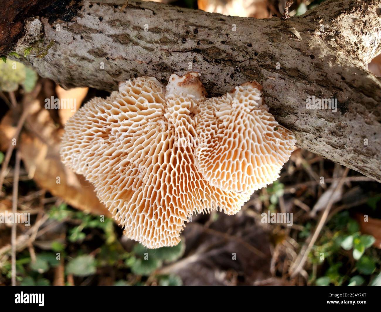 hexagonal-pored polypore (Neofavolus alveolaris Stock Photo - Alamy
