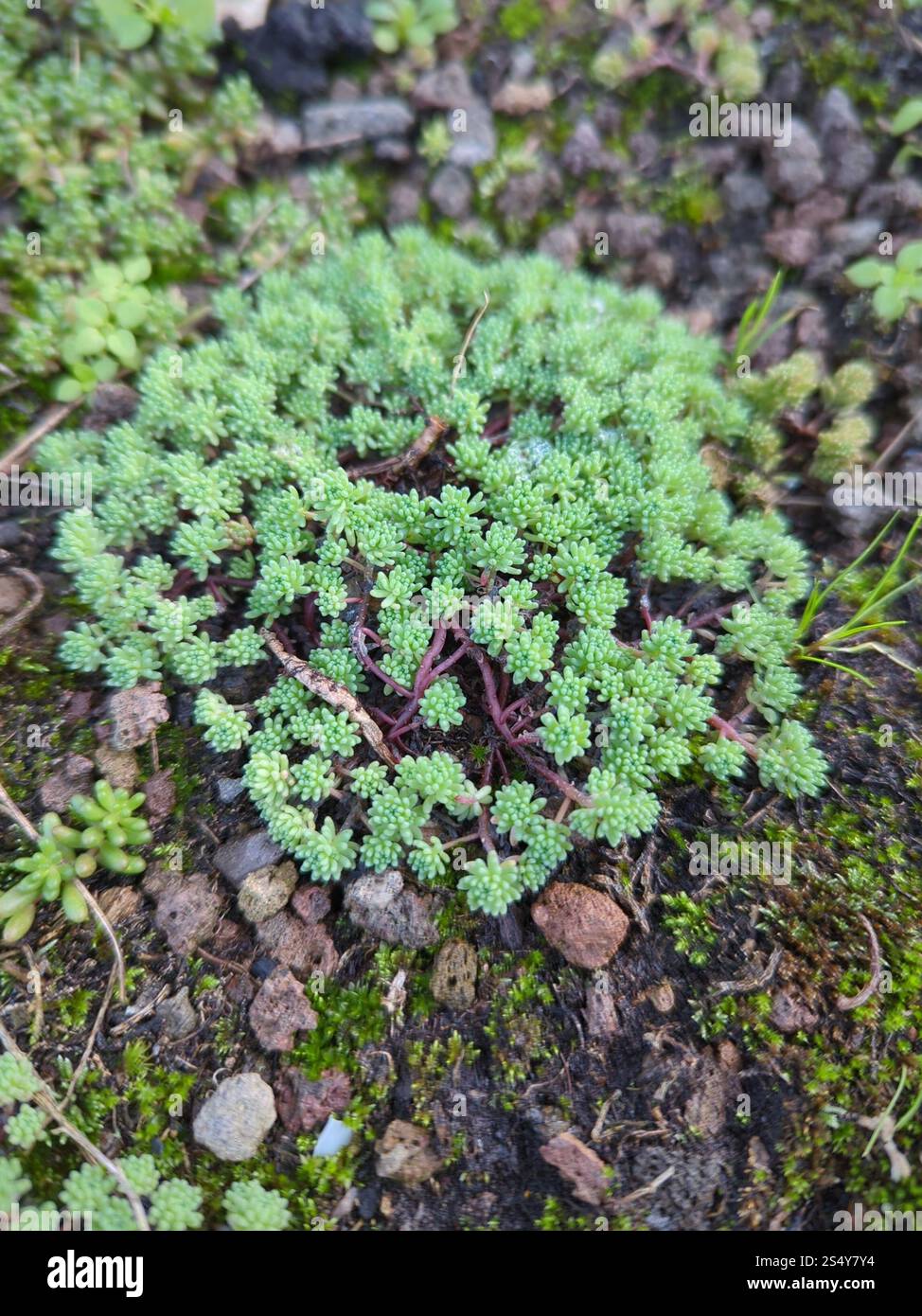 Turkish stonecrop (Sedum pallidum Stock Photo - Alamy