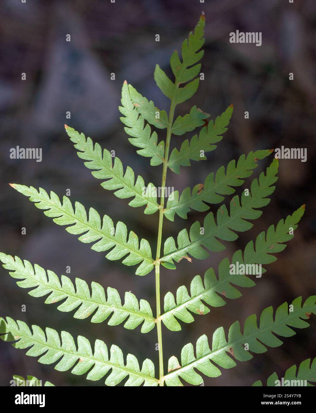 cinnamon fern (Osmundastrum cinnamomeum Stock Photo - Alamy