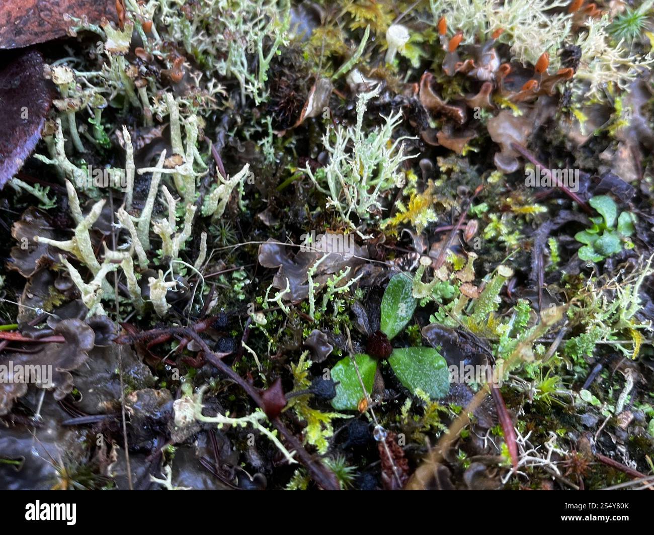 membranous pelt lichen (Peltigera membranacea Stock Photo - Alamy