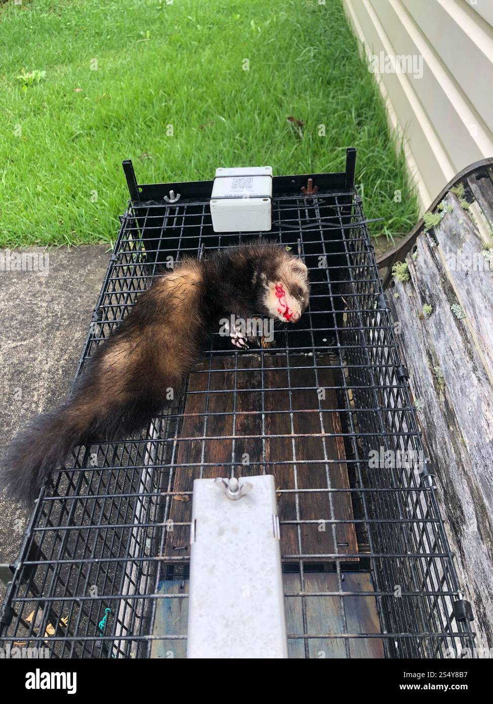 Domestic Ferret (Mustela furo Stock Photo - Alamy
