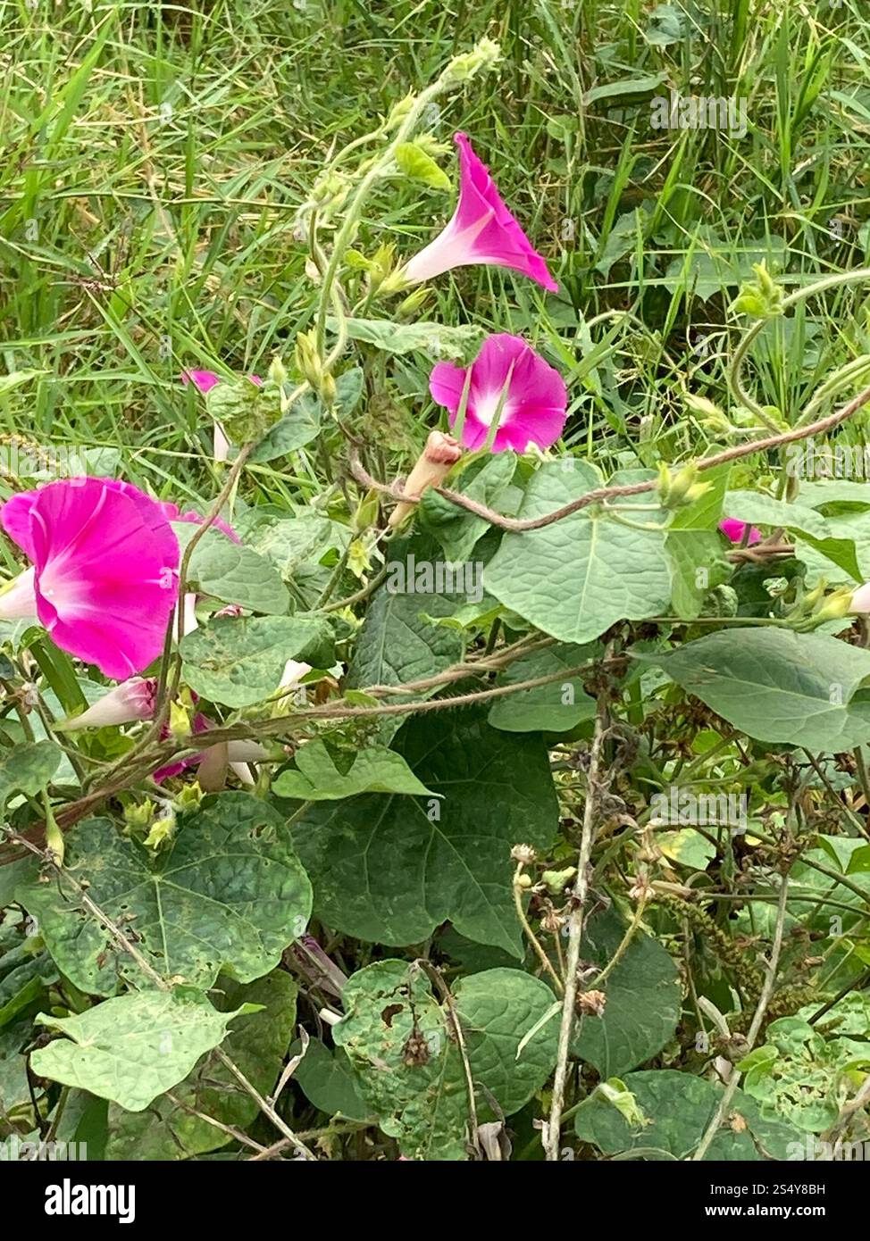 common morning-glory (Ipomoea purpurea Stock Photo - Alamy
