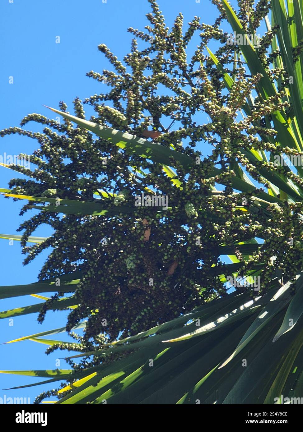 New Zealand cabbage tree (Cordyline australis Stock Photo - Alamy