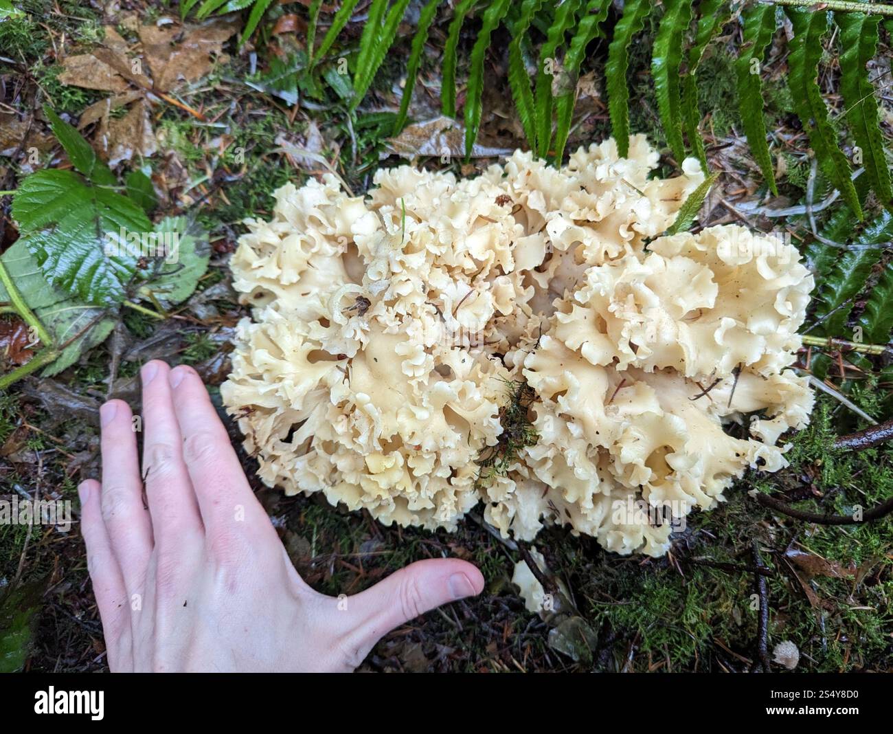 Western cauliflower mushroom (Sparassis radicata Stock Photo - Alamy