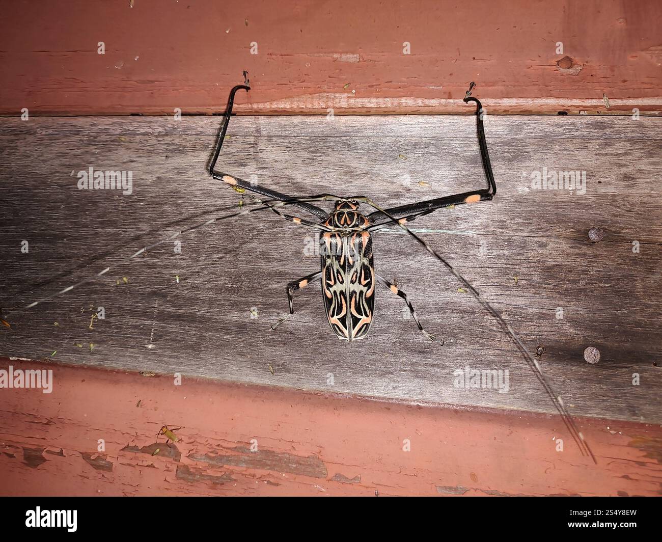 Harlequin Beetle (Acrocinus longimanus Stock Photo - Alamy