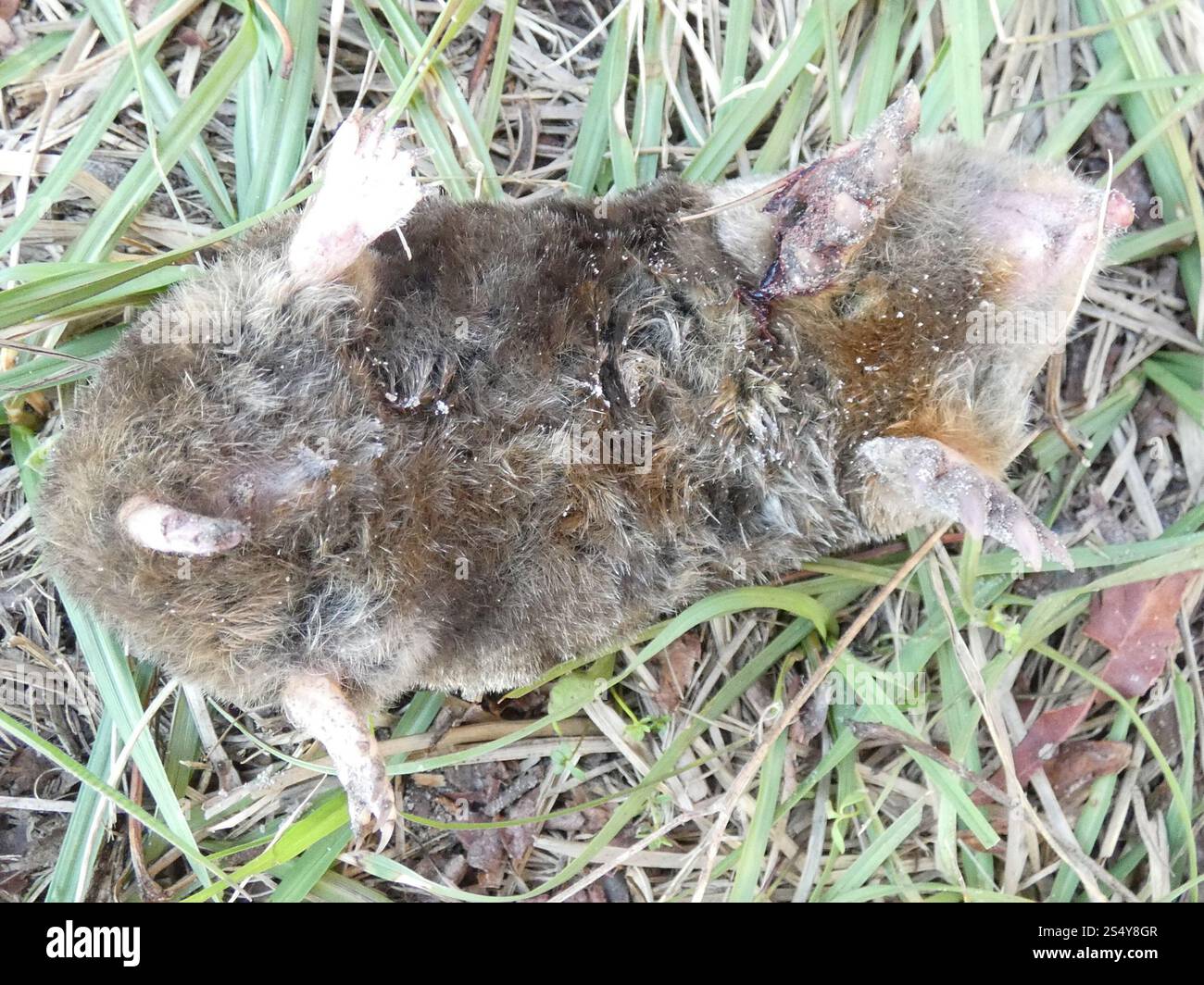 Eastern Mole (Scalopus aquaticus Stock Photo - Alamy