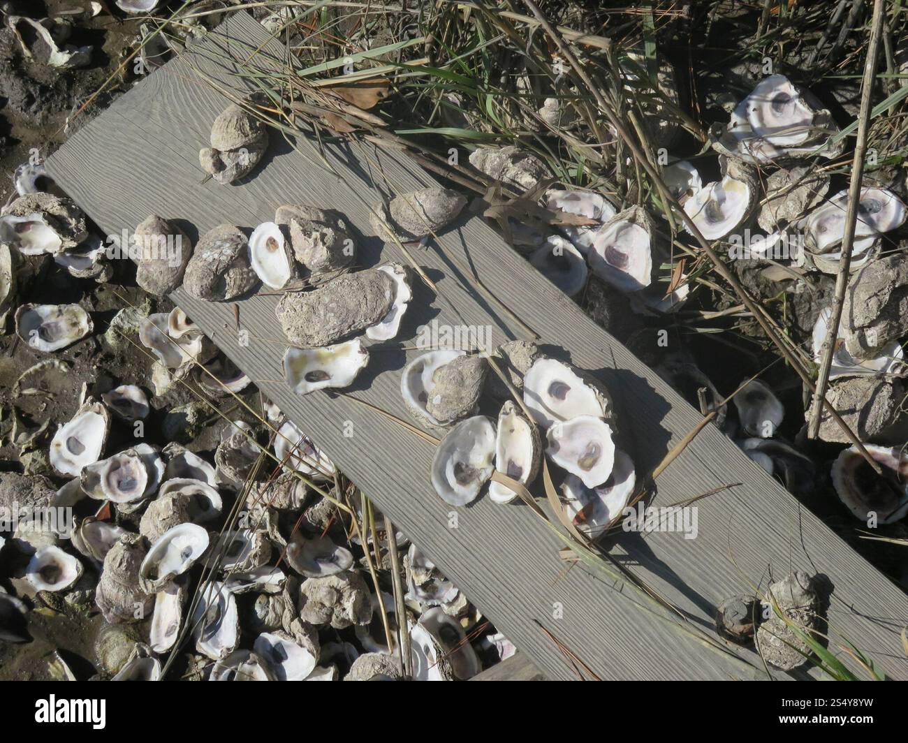 Eastern Oyster (Crassostrea virginica Stock Photo - Alamy