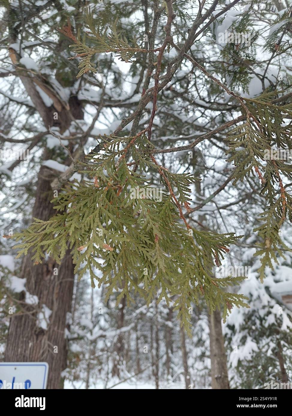northern whitecedar (Thuja occidentalis Stock Photo - Alamy