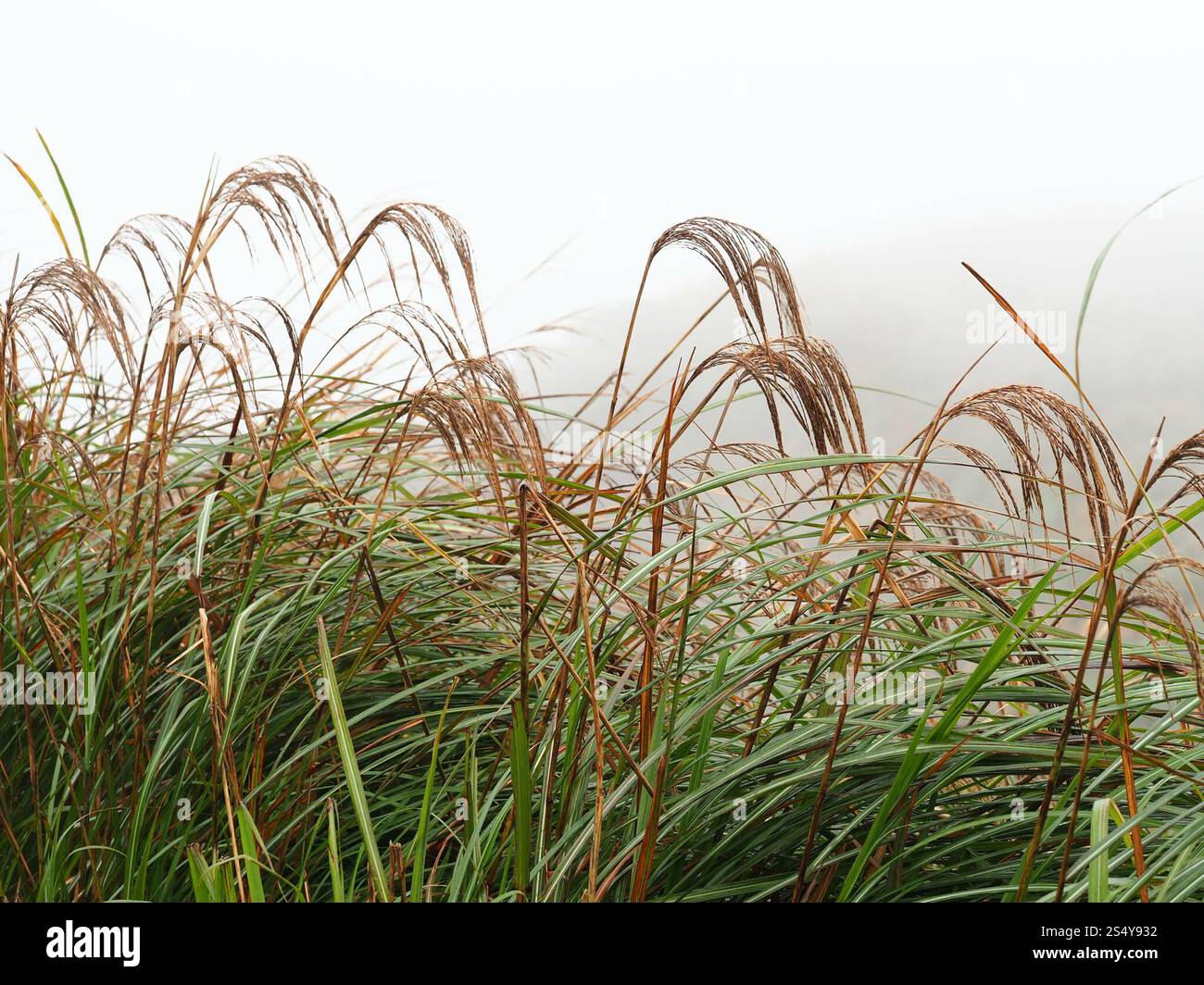 Chinese silver grass (Miscanthus sinensis Stock Photo - Alamy