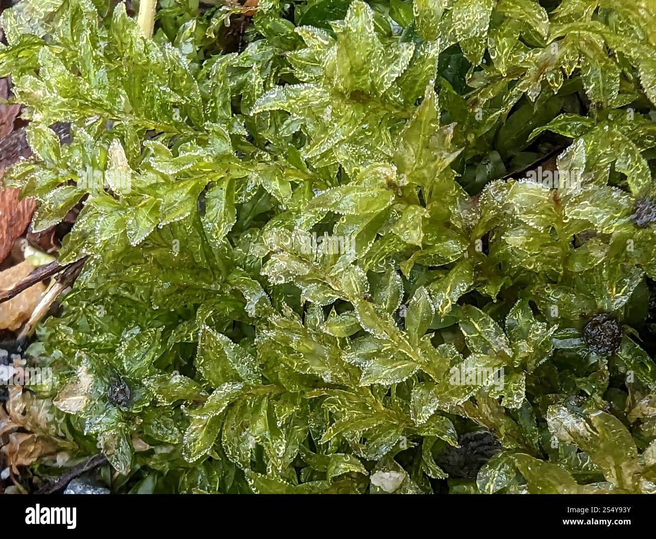 Badge Moss (Plagiomnium insigne Stock Photo - Alamy