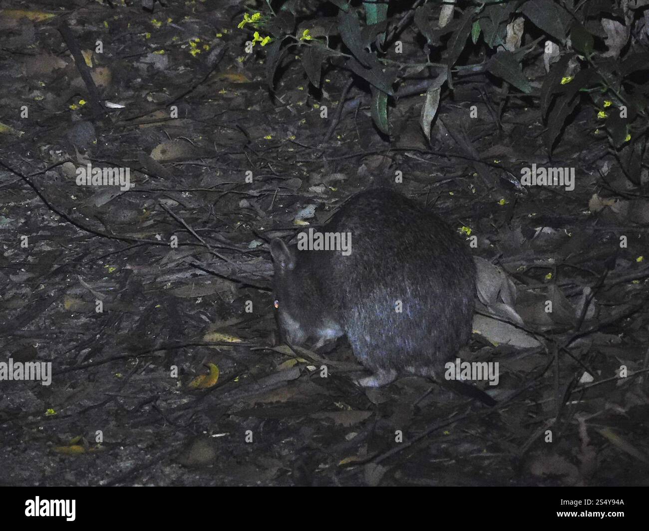 Southern Brown Bandicoot (Isoodon obesulus Stock Photo - Alamy