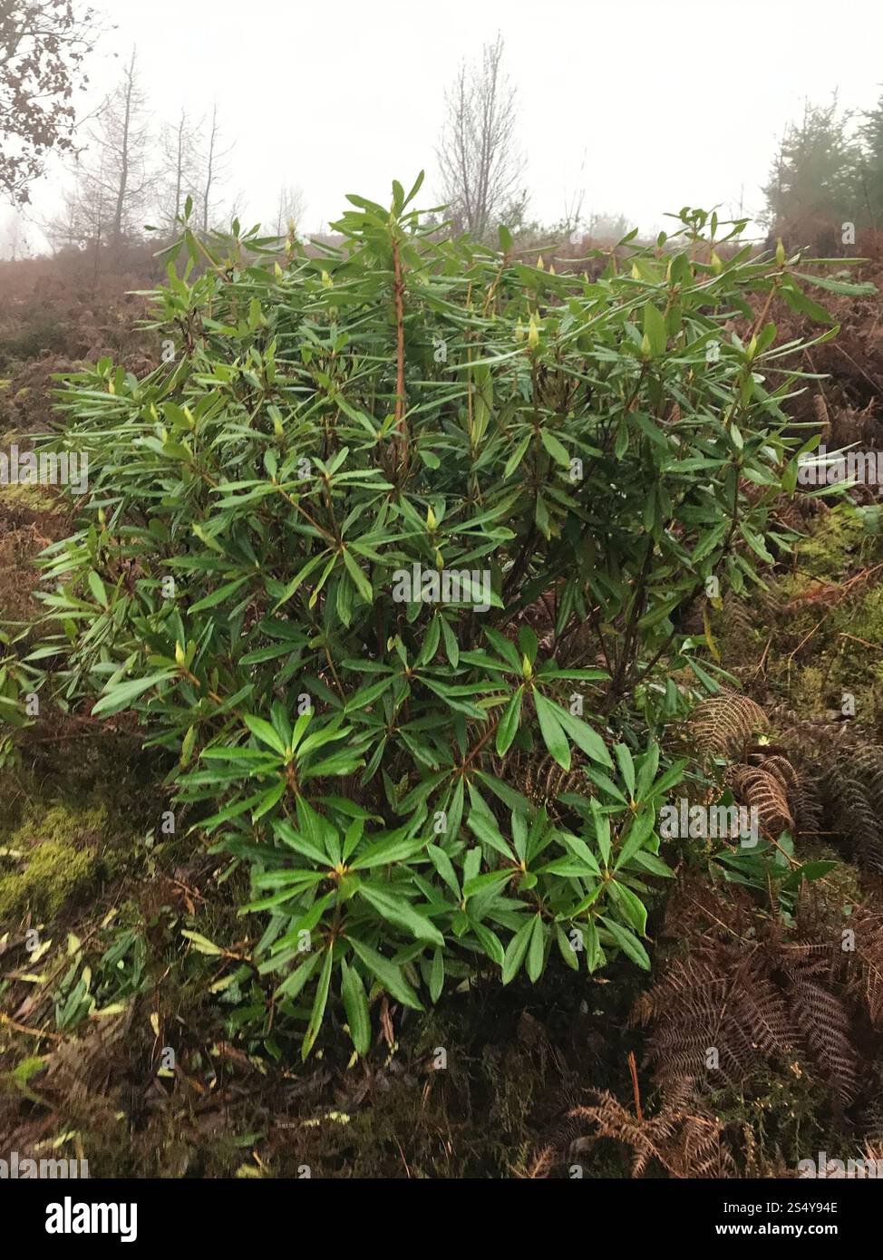 Common Rhododendron (Rhododendron ponticum Stock Photo - Alamy