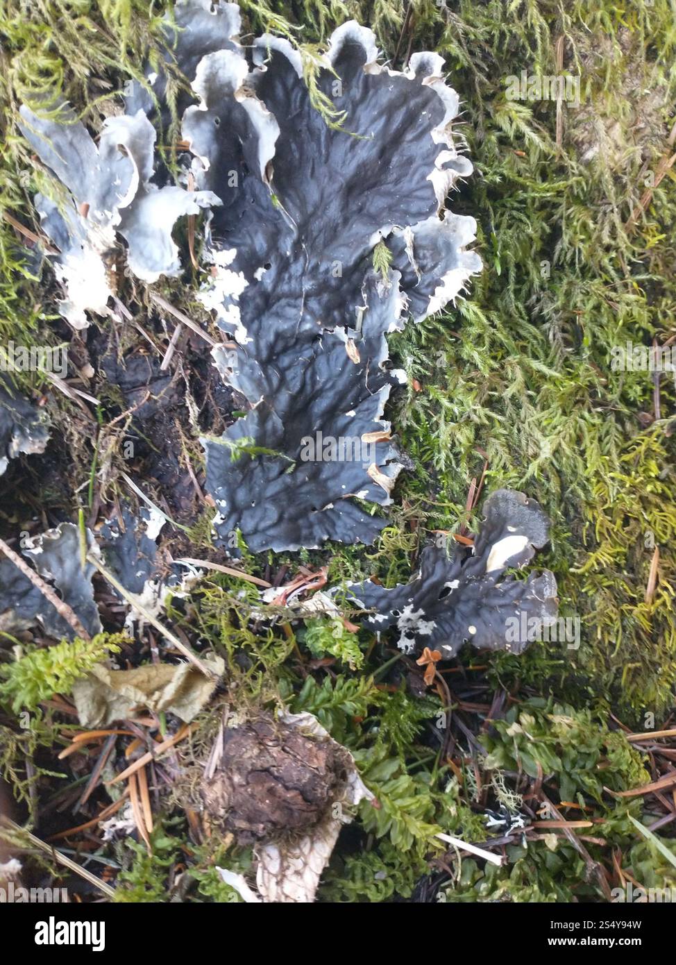 membranous pelt lichen (Peltigera membranacea Stock Photo - Alamy