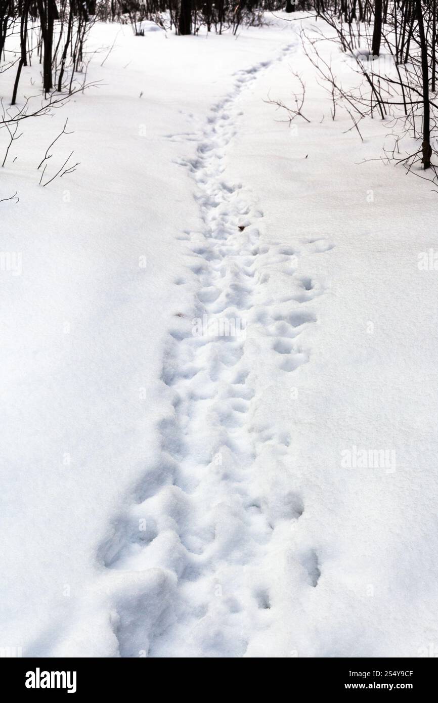 Trailway in forest winter hi-res stock photography and images - Alamy