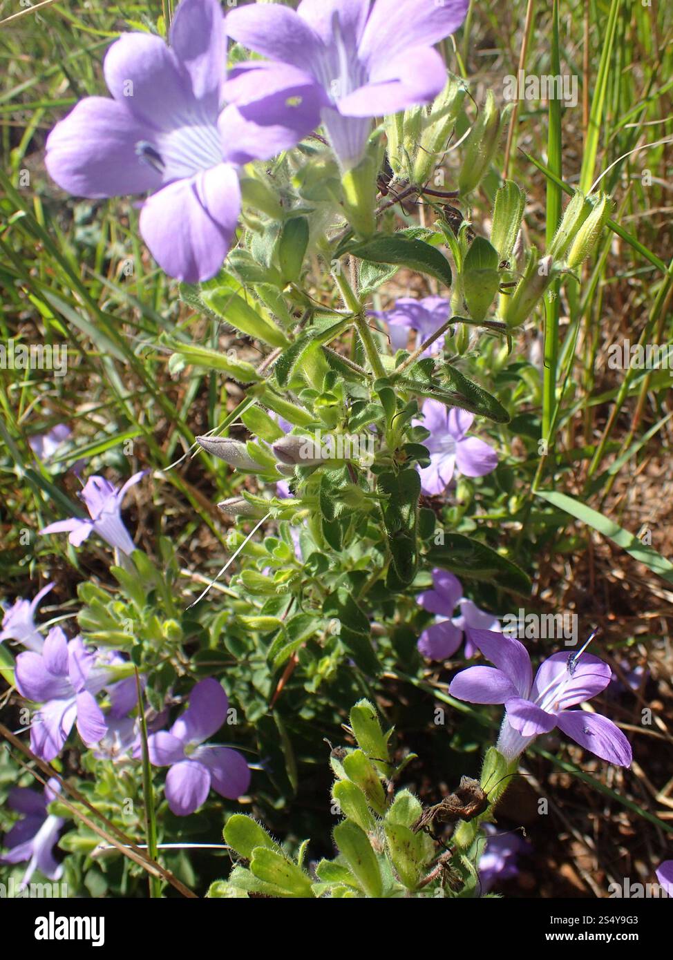Blue Bushviolet (Barleria obtusa Stock Photo - Alamy