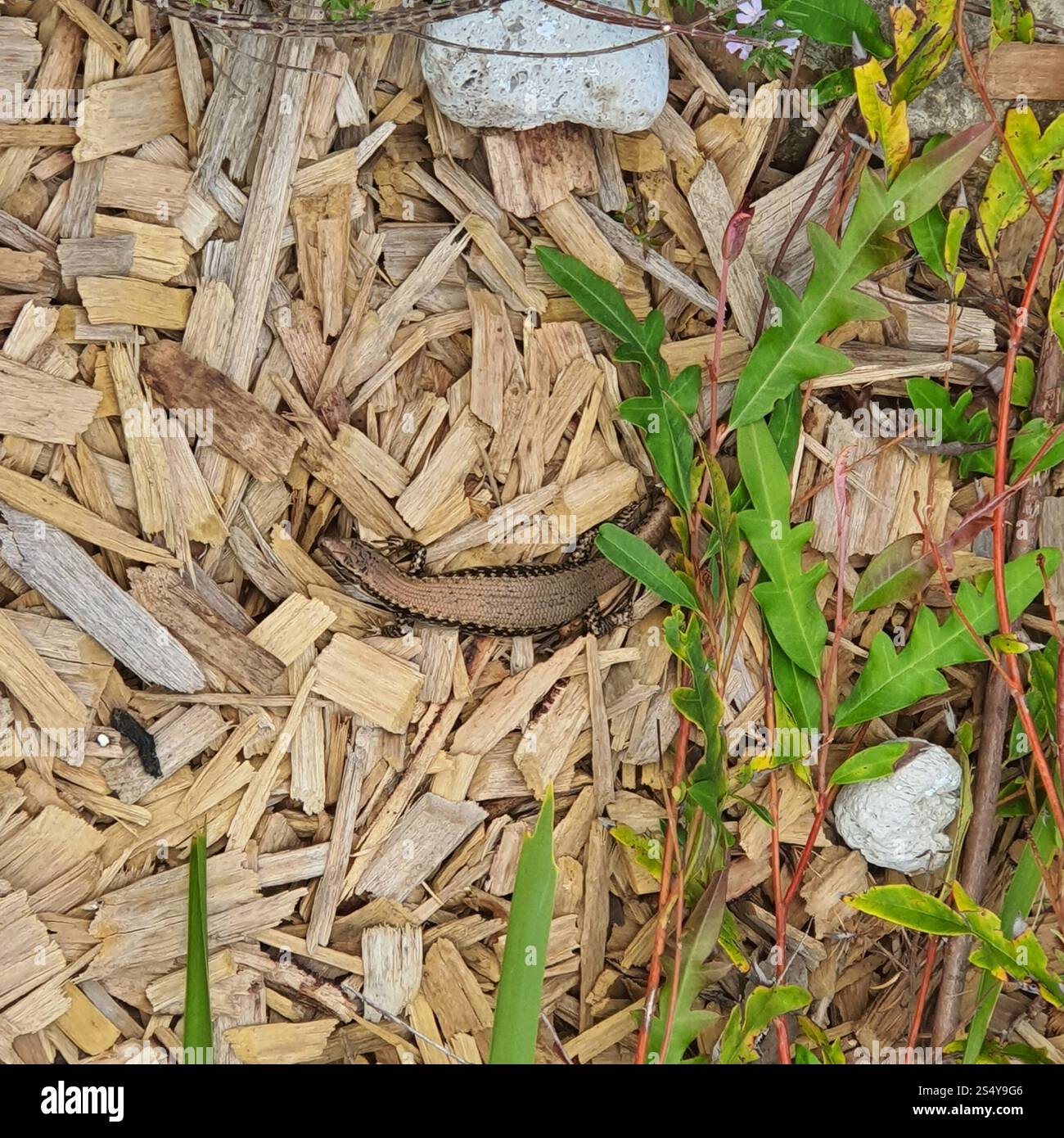Water skinks hi-res stock photography and images - Alamy