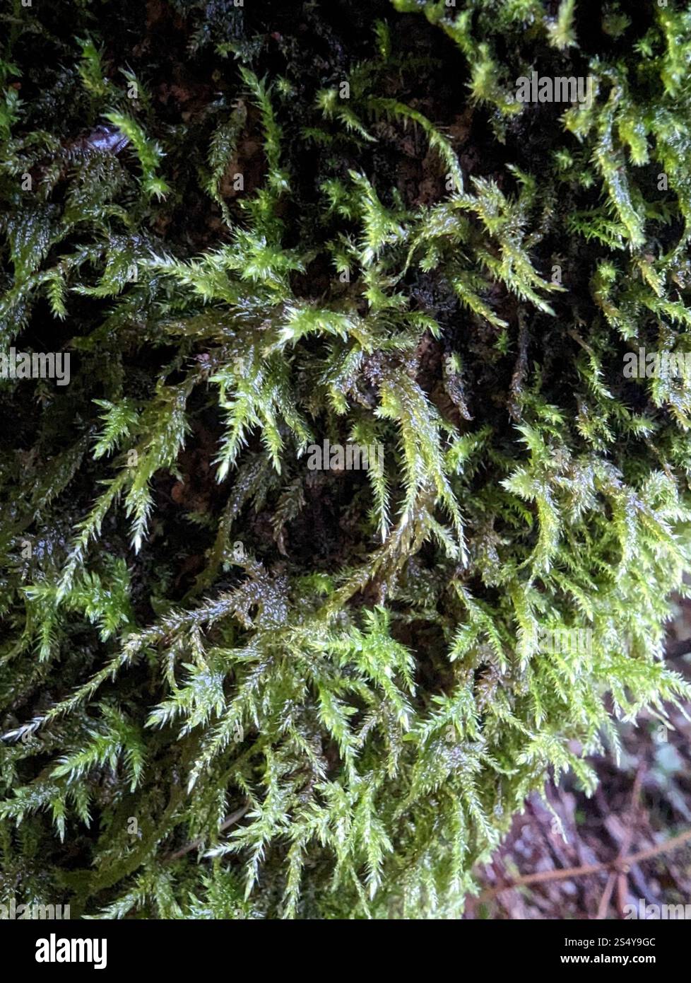 Cat's Tail Moss (Pseudisothecium stoloniferum Stock Photo - Alamy