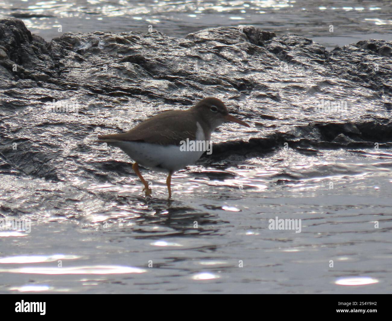 Spotted Sandpiper (Actitis macularius Stock Photo - Alamy